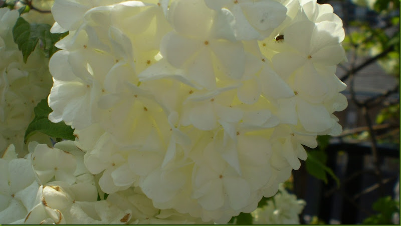 Lalus fecit - partituras coro y letras: Kalinka ~ Калинка ~ Καλίνκα